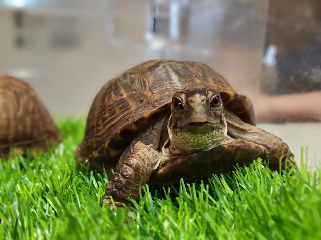 Animal Handling Docent - Henry Vilas Zoo