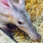 Aardvark - Our Animals - Henry Vilas Zoo