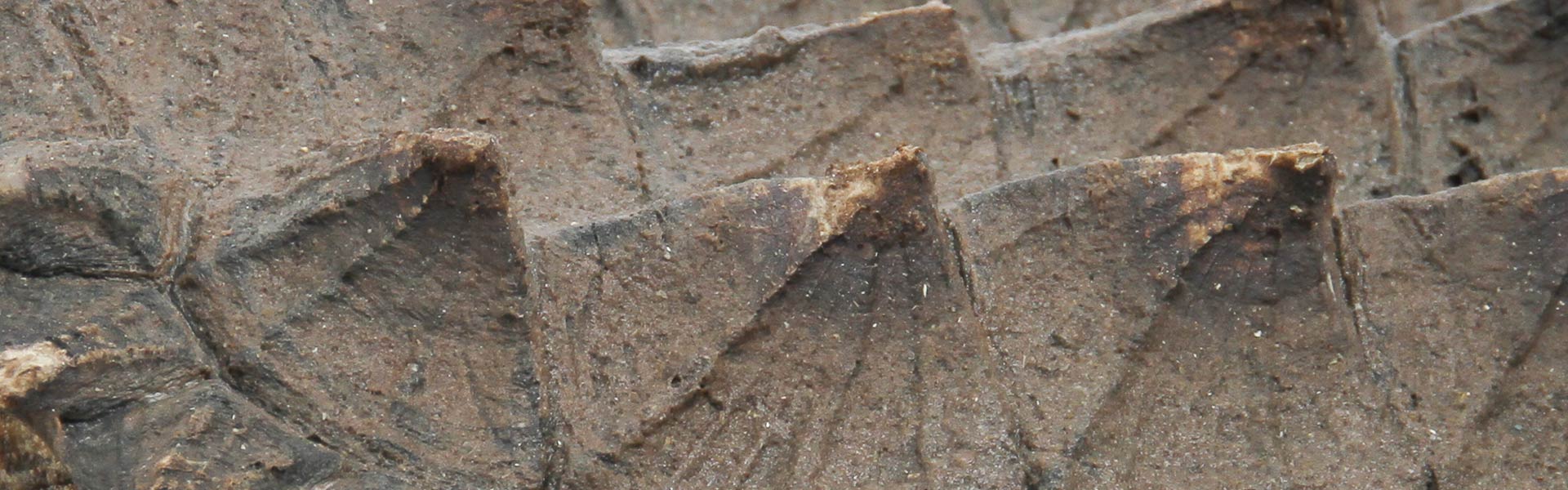 Snapping Turtle Footprint