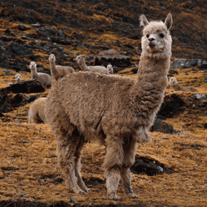 Alpaca - Our Animals - Henry Vilas Zoo