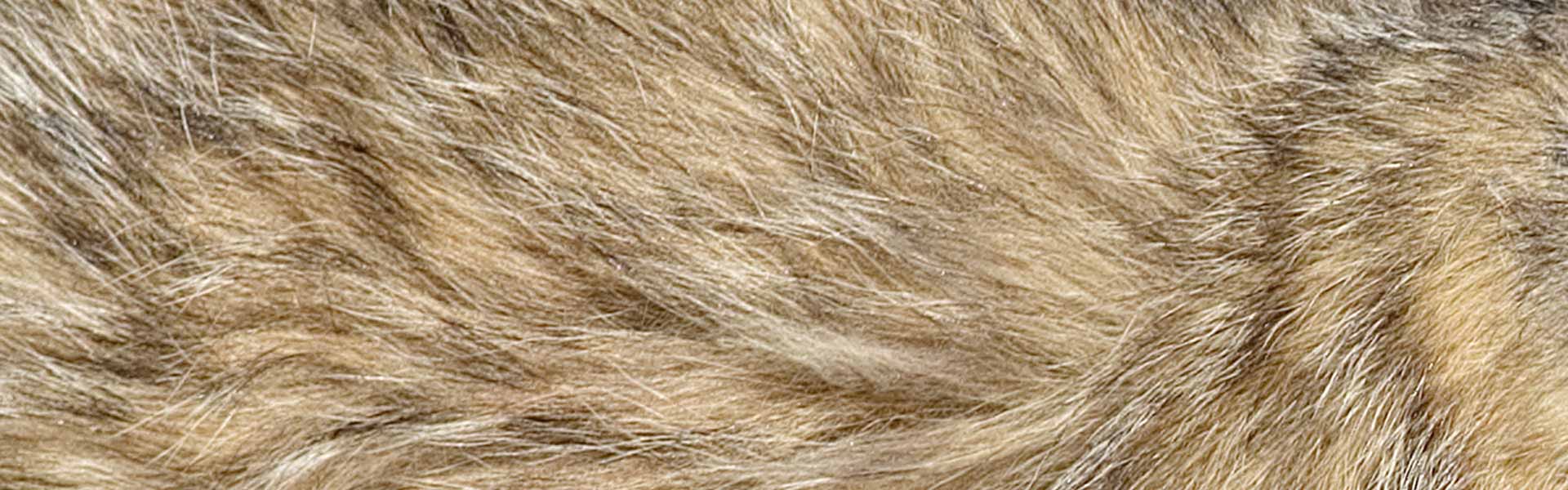 American Badger - Our Animals - Henry Vilas Zoo