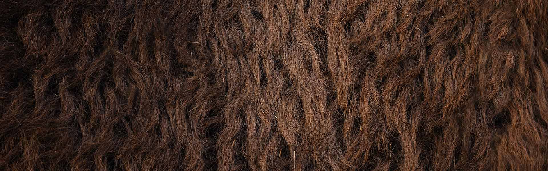 American Bison - Our Animals - Henry Vilas Zoo