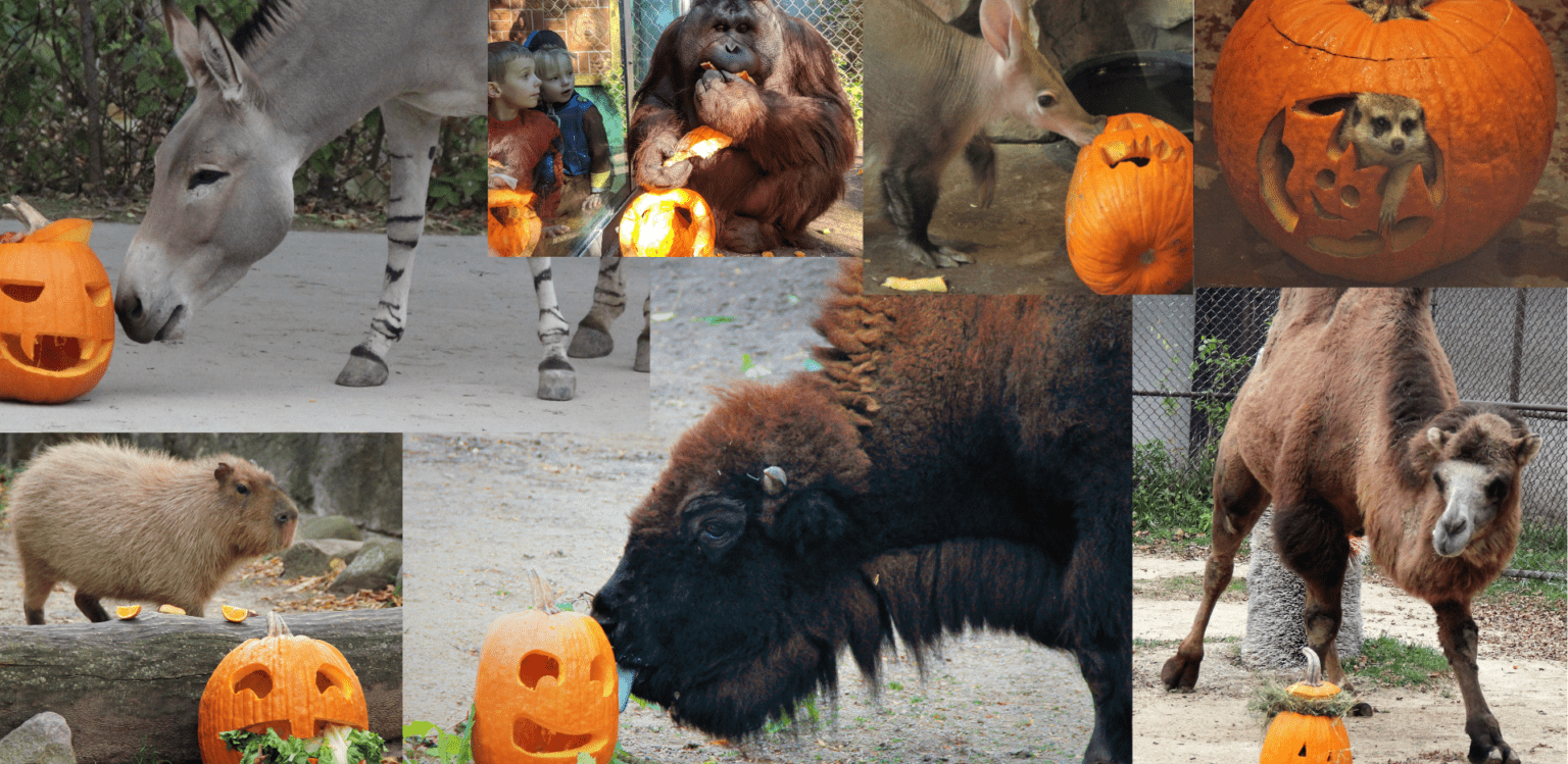 Boo at the Zoo! - Events - Henry Vilas Zoo