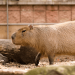 Capybara - Our Animals - Henry Vilas Zoo