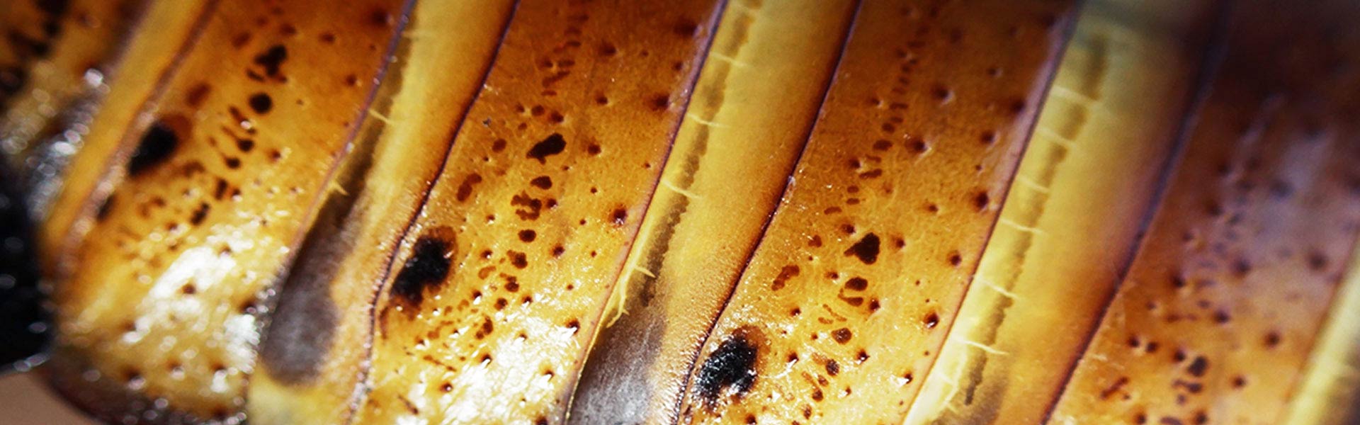 Madagascar Hissing Cockroach - Our Animals - Henry Vilas Zoo