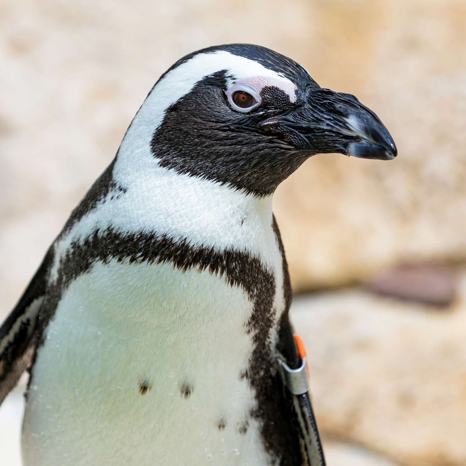 African Penguin Awareness Day - Events - Henry Vilas Zoo