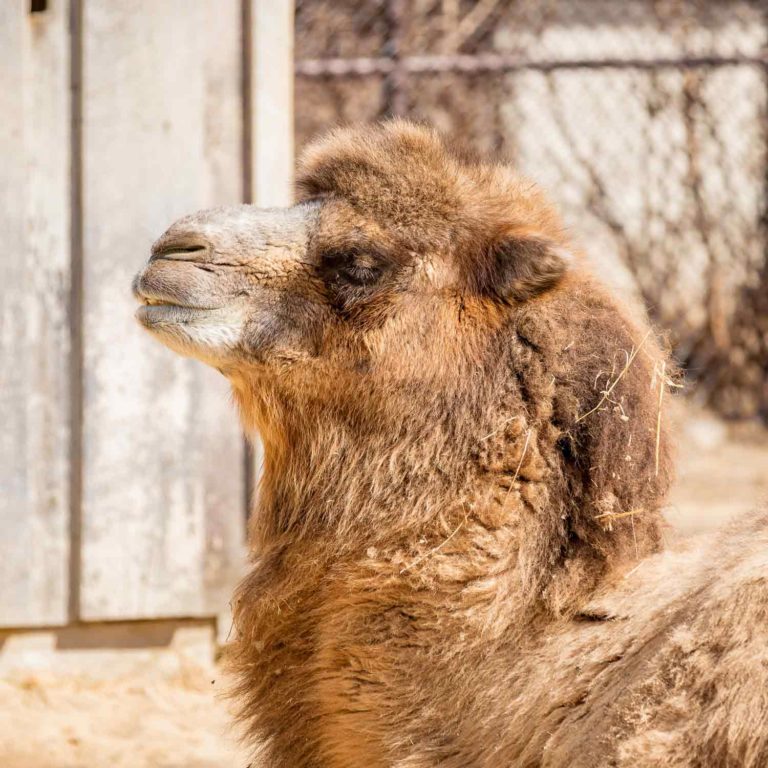 Daytime Rentals - Henry Vilas Zoo