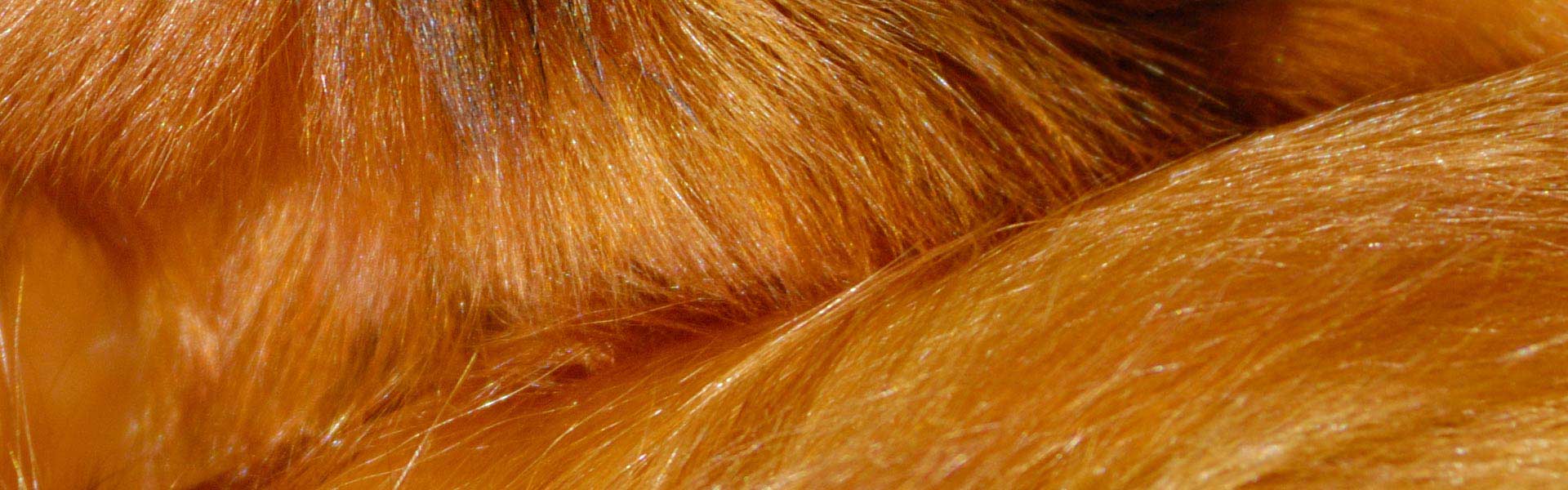 Golden Lion Tamarin - Our Animals - Henry Vilas Zoo