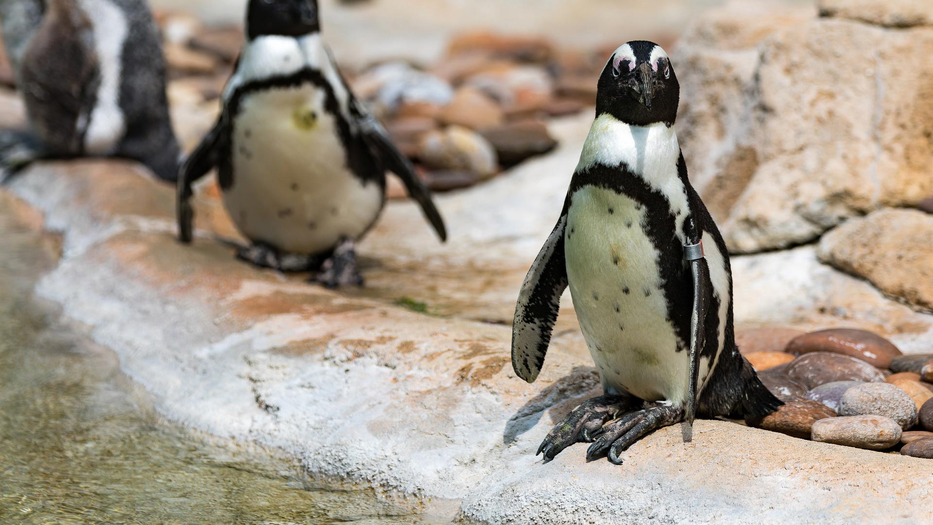 African Penguin Awareness Day | Events | Henry Vilas Zoo