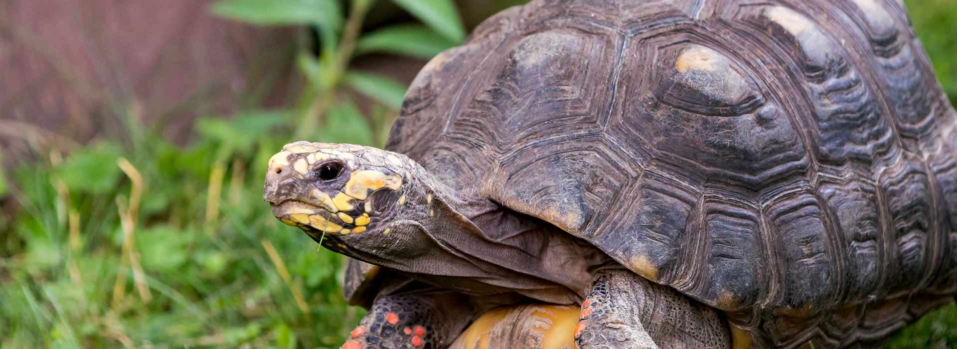 Our History - About Us - Henry Vilas Zoo