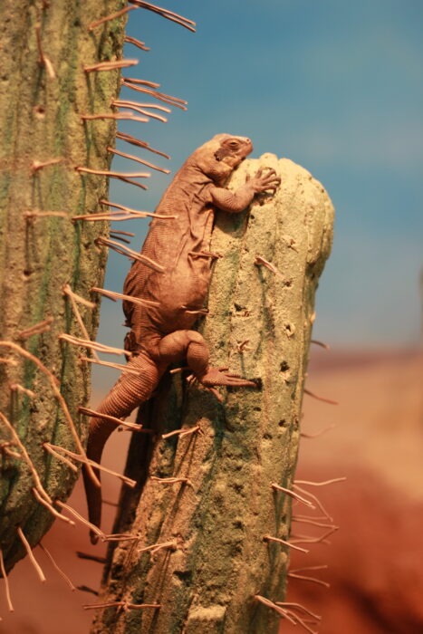 Holla for the Chuckwalla! - Henry Vilas Zoo