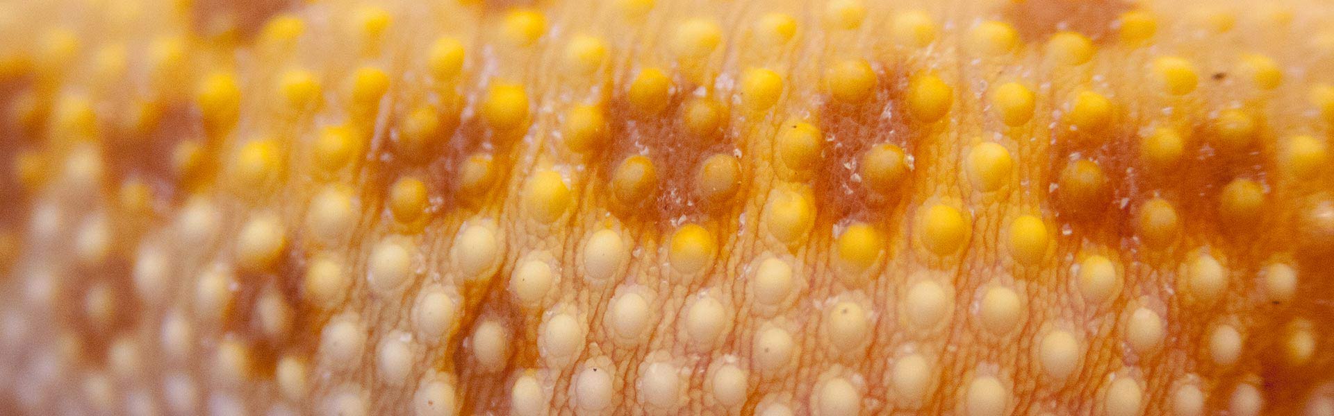 Common Leopard Gecko - Our Animals - Henry Vilas Zoo