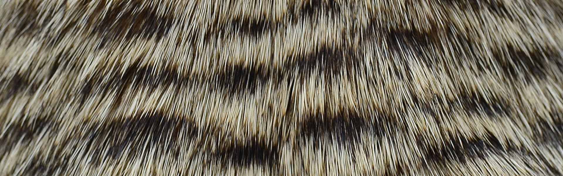 Meerkat - Our Animals - Henry Vilas Zoo