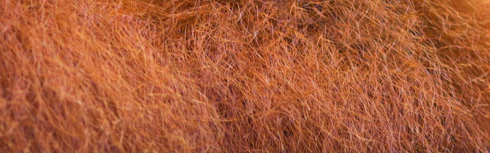 Bornean Orangutan - Our Animals - Henry Vilas Zoo