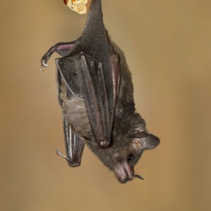 Seba's Short-Tailed Bat - Our Animals - Henry Vilas Zoo
