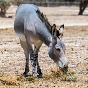 Somali Wild Ass - Our Animals - Henry Vilas Zoo