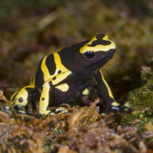Yellow-Banded Poison Dart Frog - Our Animals - Henry Vilas Zoo