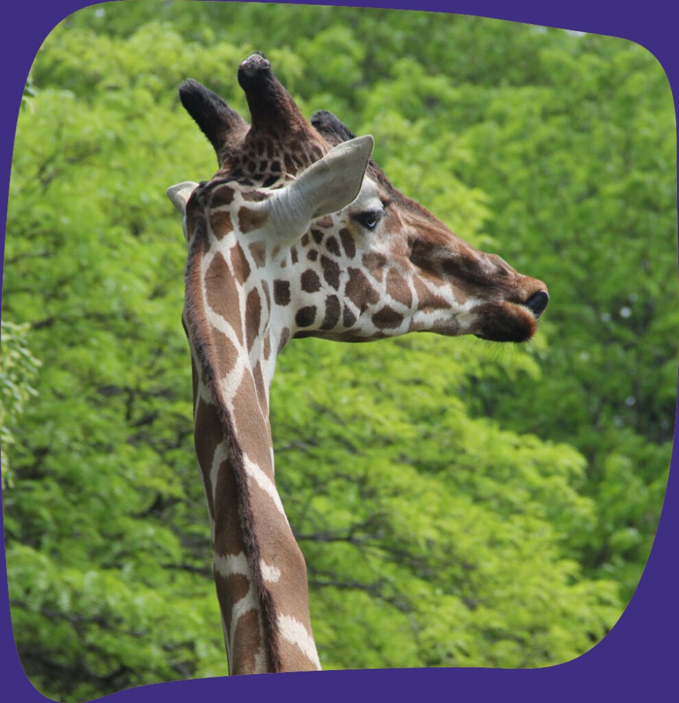 Heart of the Zoo - Henry Vilas Zoo